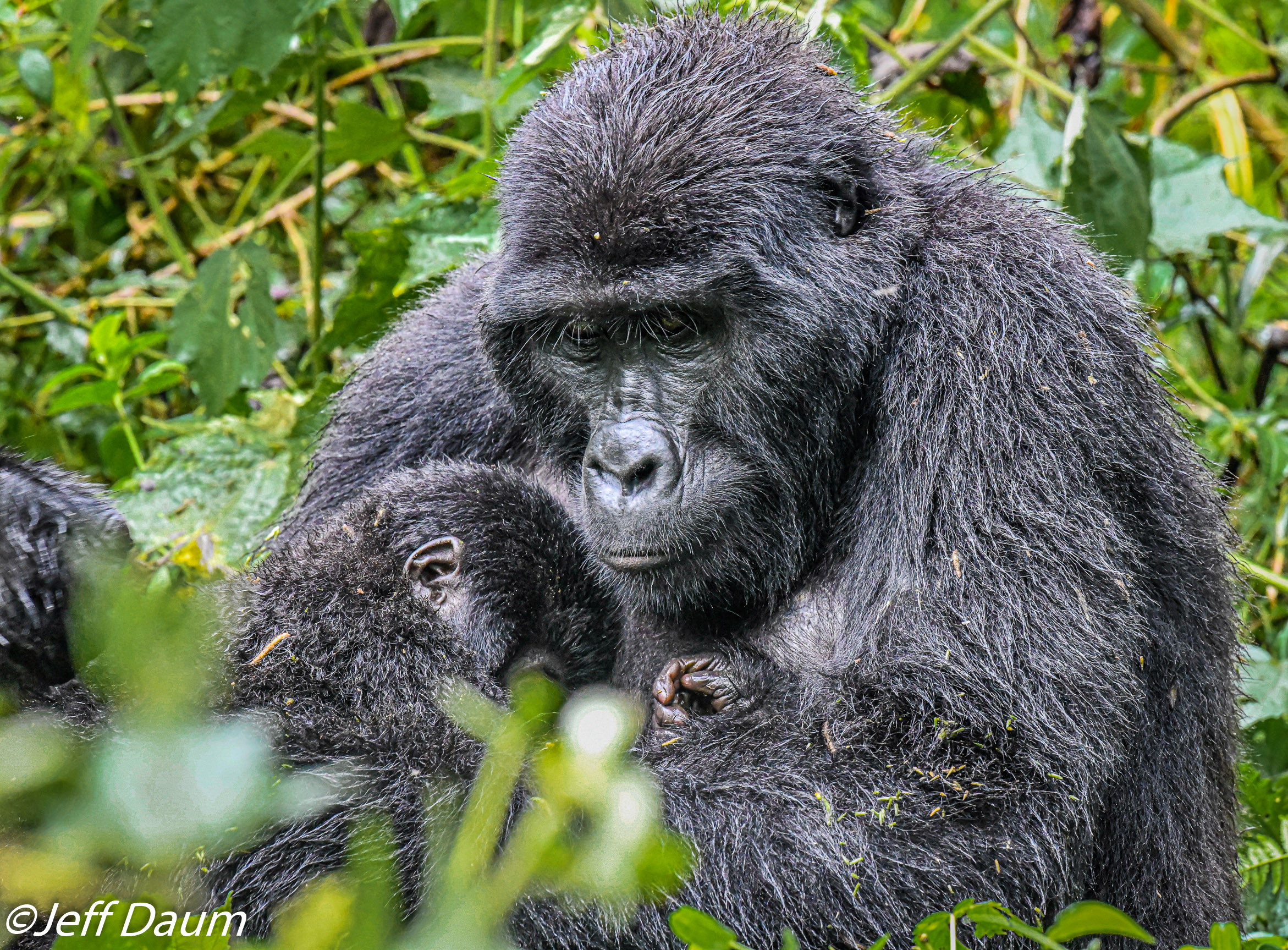 A brief visit with a Silverback and his family | Insight - Daum Photography